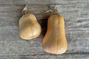 Butternut Squash (800g-1.2kg) | Cambridge Organic Food Company