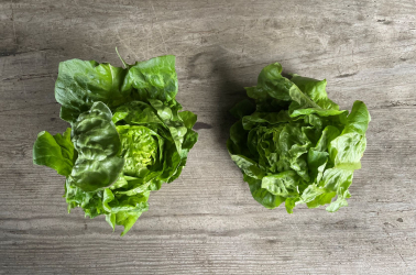 Lettuce - Local, Gems | Cambridge Organic Food Company