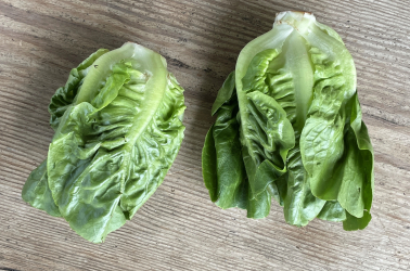 Lettuce - mini cos (little gem) | Cambridge Organic Food Company